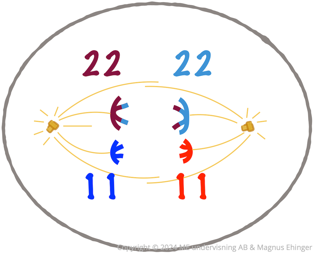 Meios - Magnus Ehingers undervisning