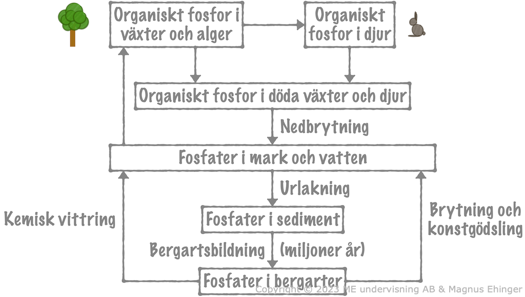 Fosforns kretslopp - Magnus Ehingers undervisning