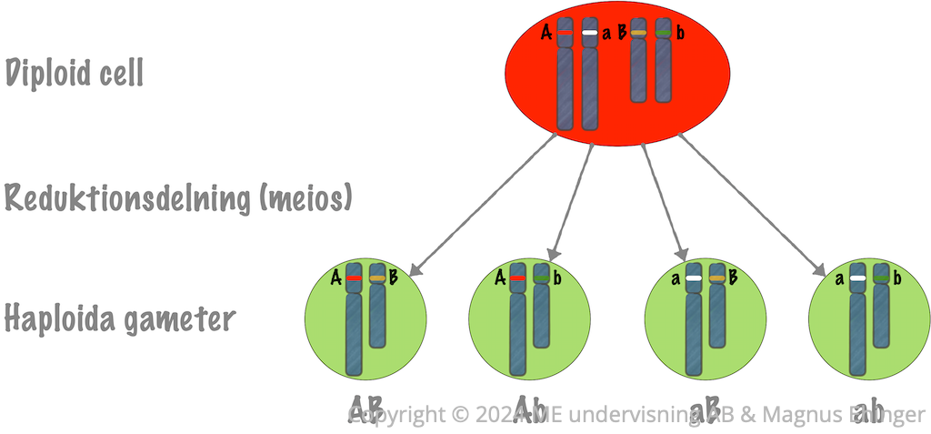 Dihybrid klyvning - Magnus Ehingers undervisning