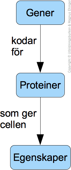 Recessiva och dominanta mutationer. Kön - Magnus Ehingers undervisning