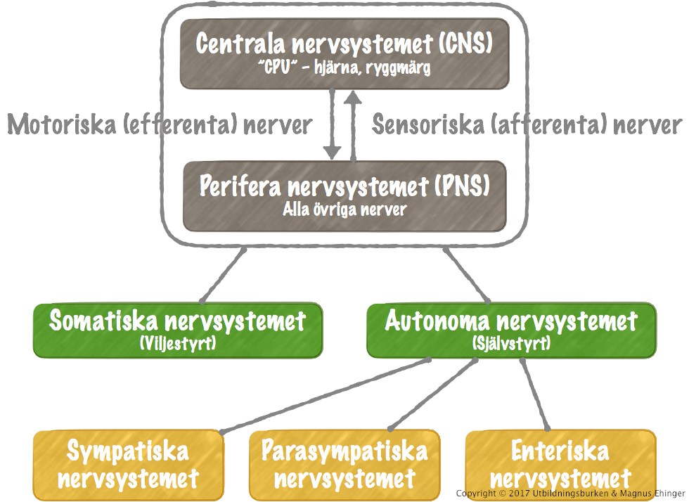 Nervsystemets funktionella indelning - Magnus Ehingers undervisning
