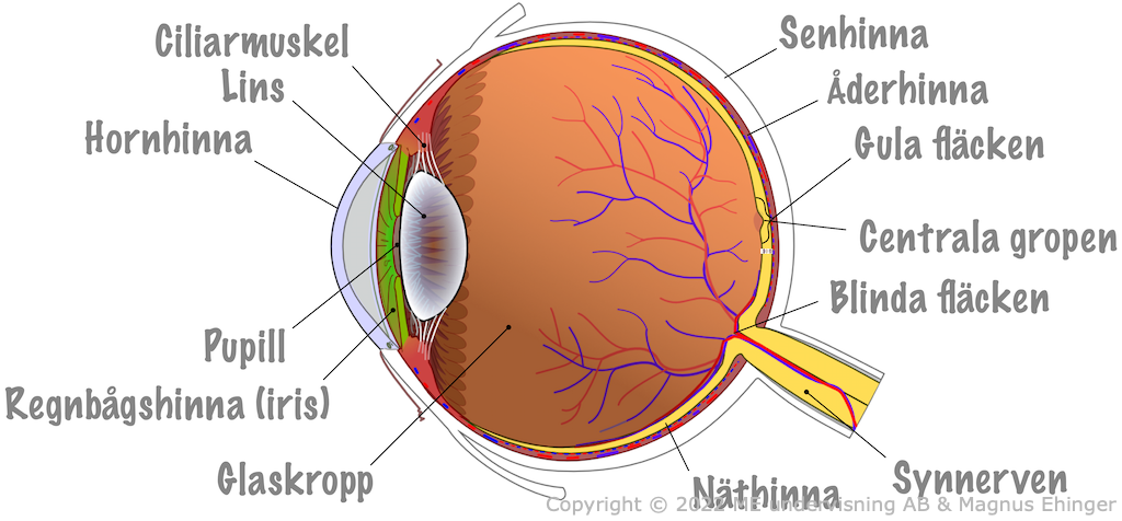 Syn - Magnus Ehingers undervisning