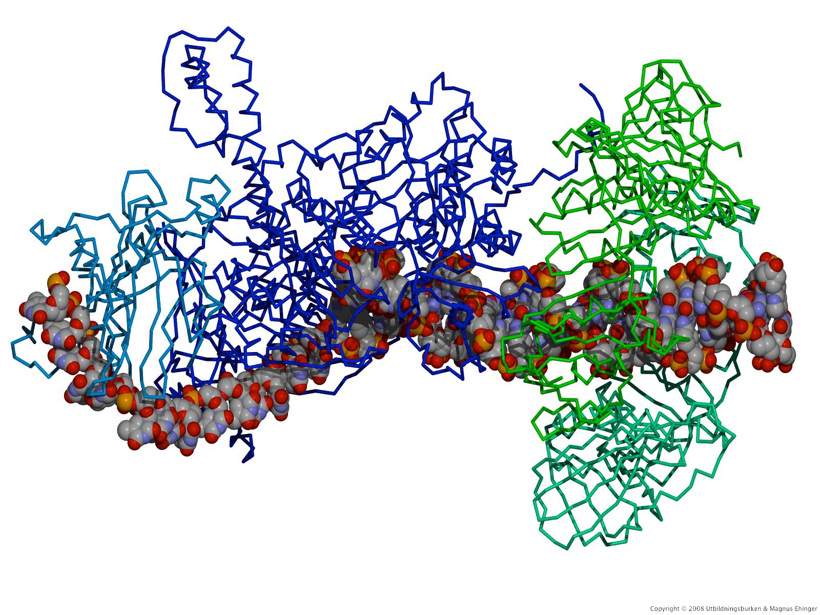 DNA syntetiseras av DNA-polymeraser - Magnus Ehingers undervisning