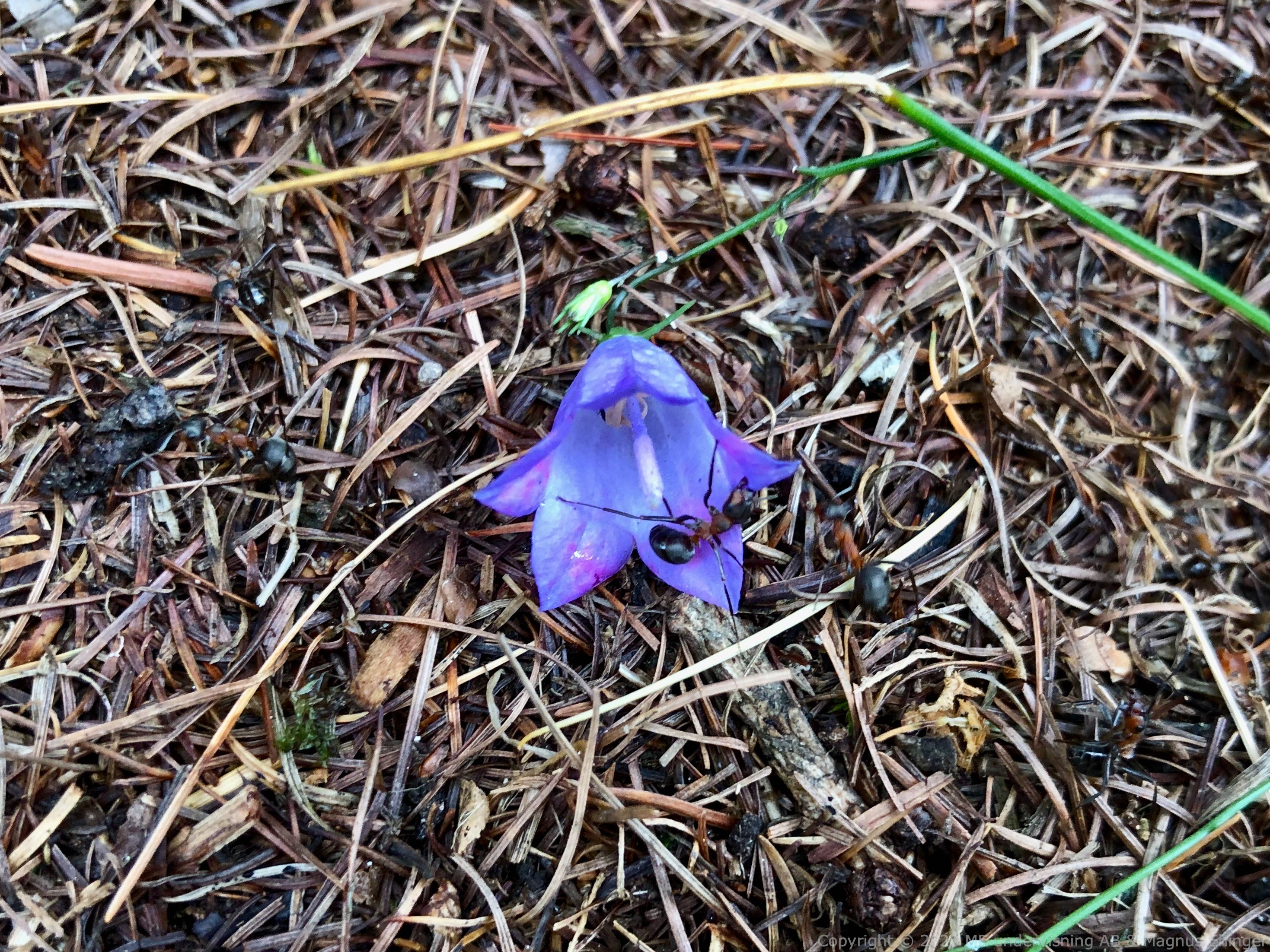 Syror - Magnus Ehingers undervisning