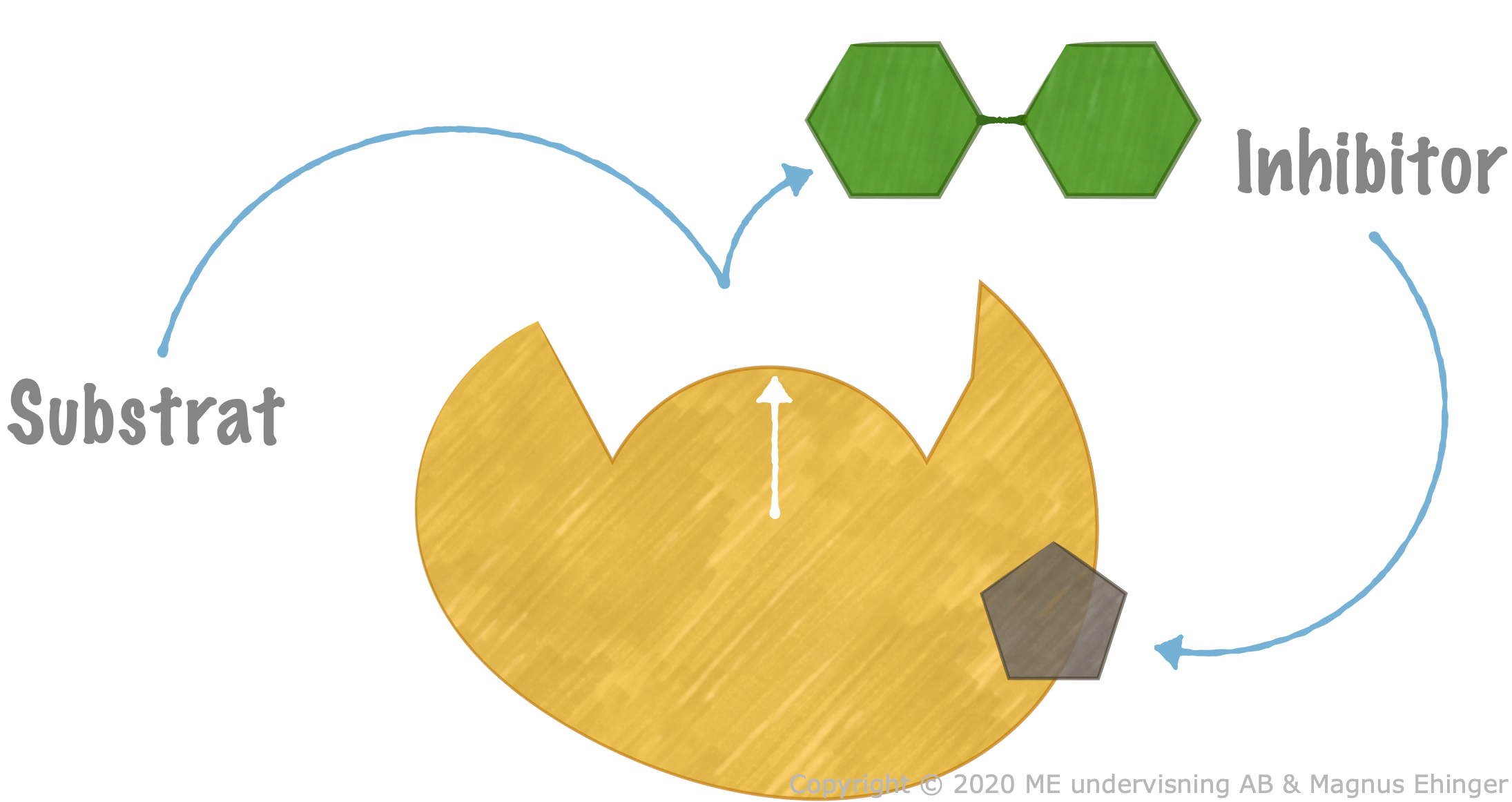 Enzymer - Magnus Ehingers undervisning