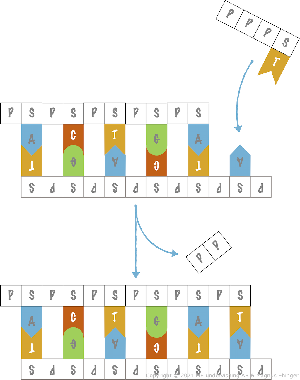 DNA-molekylens struktur och funktion (Kemi 2) - Magnus Ehingers ...